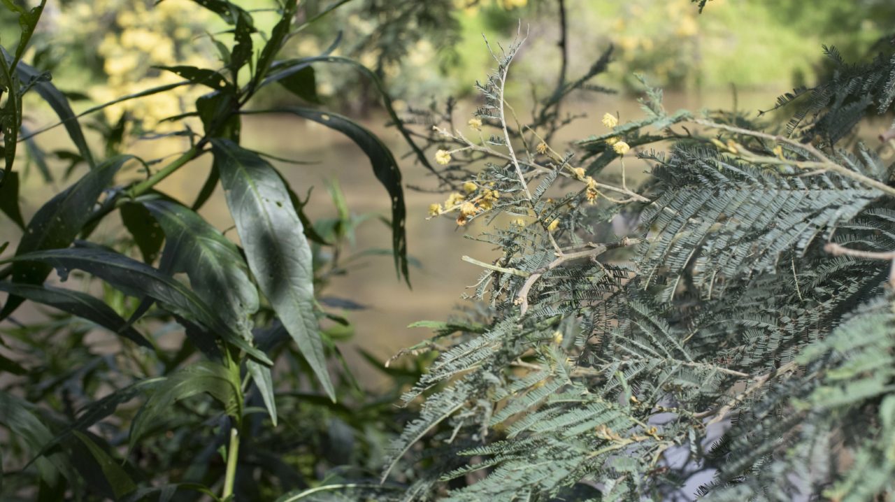 Beyond Nature – Prudence Rees-Lee